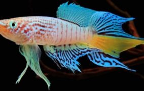 Blue Gularis Killifish: Top 3 Important Facts
