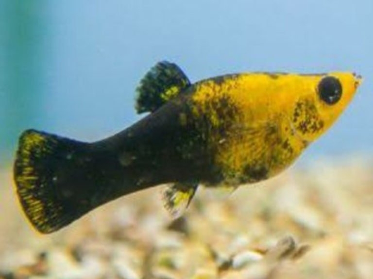 Balloon Molly Fish Price And 15 Common Types Of Mollies