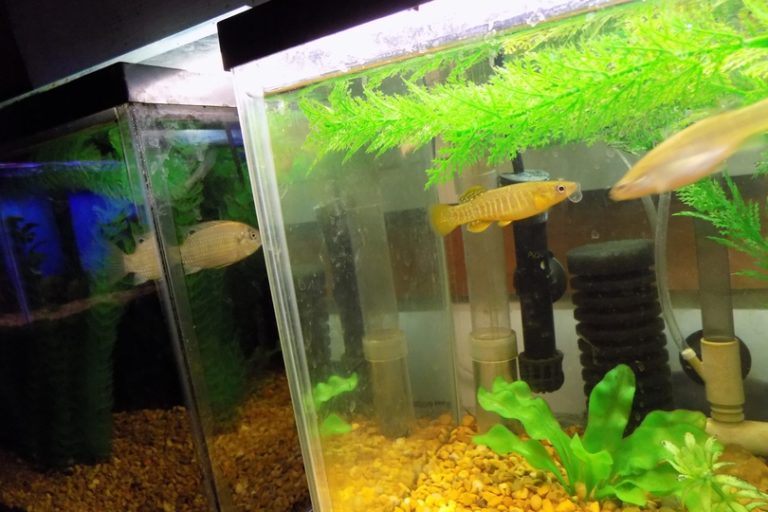 North American Killifish: An Amazing Fish You Should Know