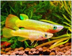 Golden Wonder Killifish Care: 8 Concerns You Need To Know