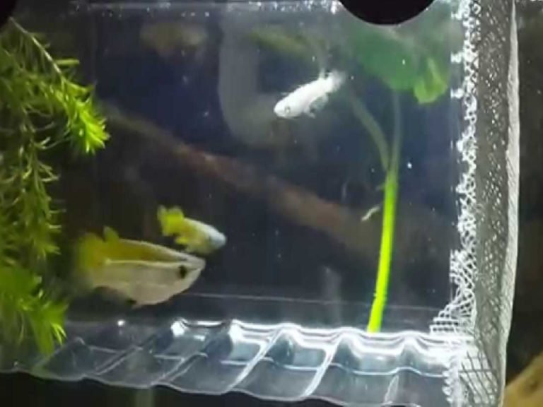 Golden Wonder Killifish Eggs: What You Need To Keep In Mind