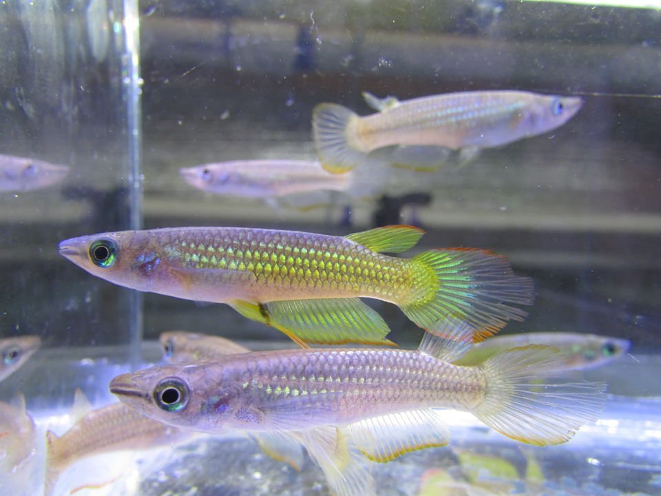 Breeding Golden Wonder Killifish: Top 4 Useful Information