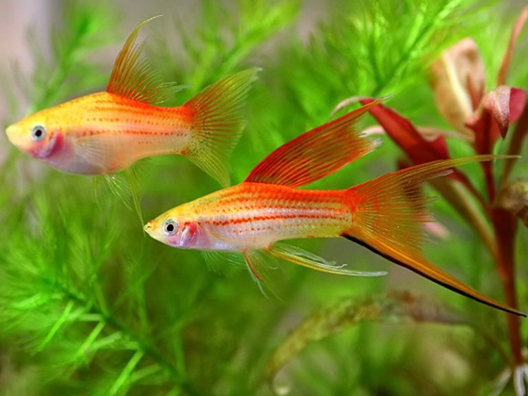 5 Rare Swordtail Fish Breeds For Hobbyists With Expensive Taste