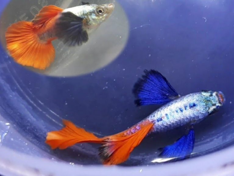 3 Tips About Dumbo Guppy Fish Care For New Aquarists