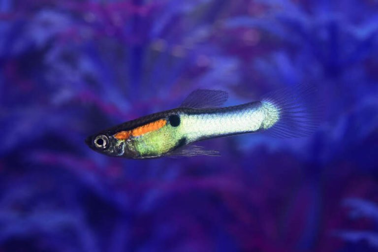 Wild Guppy Fish - A Useful Guide to Keeping Them Alive
