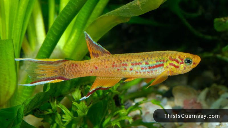 Lampeye Killifish Breeding & Eggs: Things You Should Know