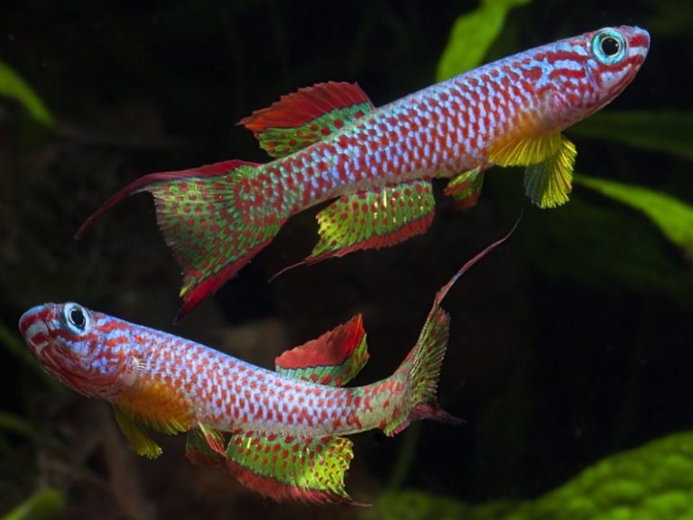 How To Tell Male And Female Killifish & Ways To Breed Them