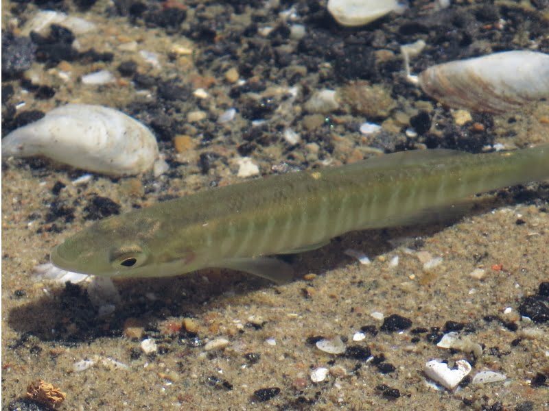 Top 7 Things About Western Banded Killifish You Should Know
