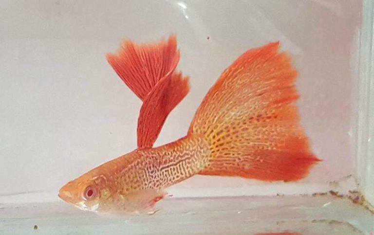 Top 10 Guppy Fish Species To Enjoy In Free Time