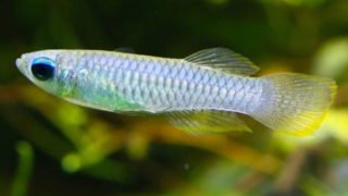 Lampeye Killifish Breeding: The Most Important Feature