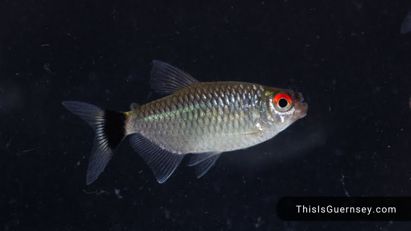 Lampeye Killifish Breeding & Eggs: Things You Should Know