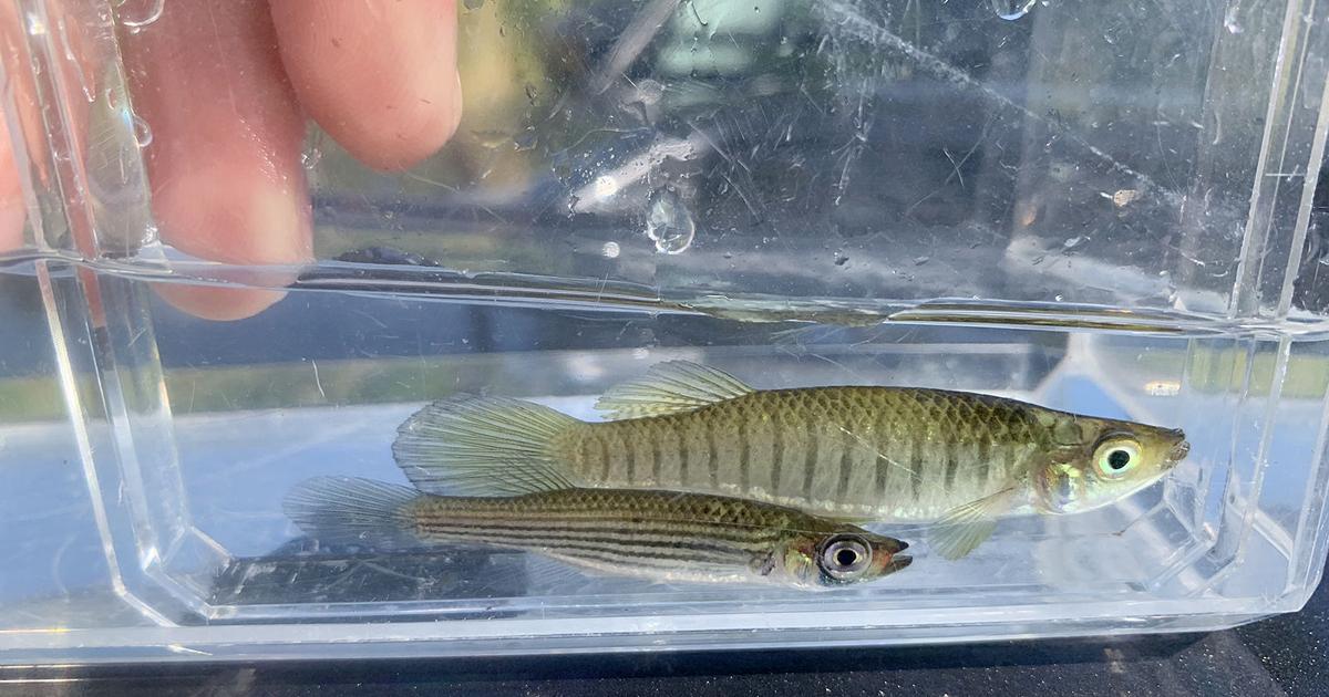 North American Killifish: An Amazing Fish You Should Know
