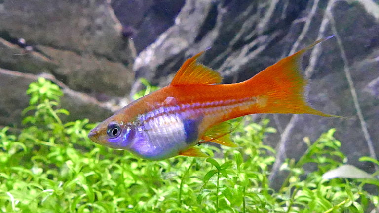 23 High-solution Swordtail Fish Images With No Water Mark