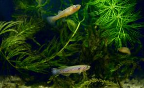 To Get Effective Gardneri Killifish Breeding: Which Methods?
