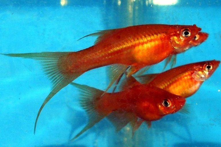 3 Easy Tips On Double Swordtail Fish Care