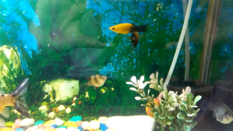 Chocolate Molly Fish Facts: Care, Diet And Tank Mates - AquariumCircle