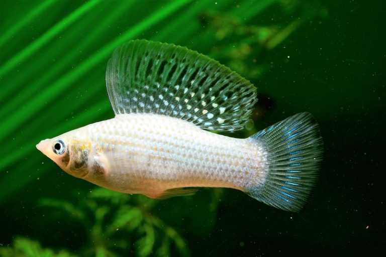 Molly Swordtail Fish: What You Need To Beware