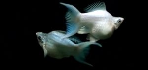 What Are Rare Molly Fish Colors? 17 Types & Helpful Guide