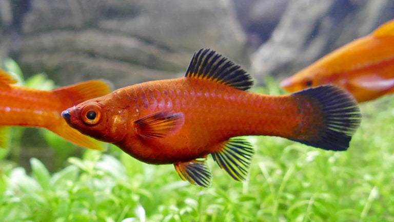 23 High-solution Swordtail Fish Images With No Water Mark