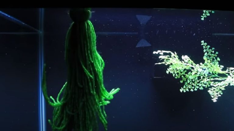 Killifish Spawning Mop: A Useful Tool That Your Fish Need!