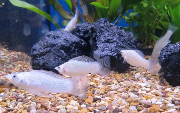 Molly Fish White - The Perfect Fish for Every Aquarium