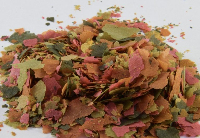 Platinum Molly Fish: Top 3 Interesting Facts You Should Know