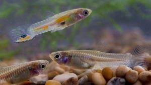 17 High-Resolution Images Of Guppy Fish - No Watermark