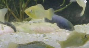 What Are Rare Molly Fish Colors? 17 Types & Helpful Guide