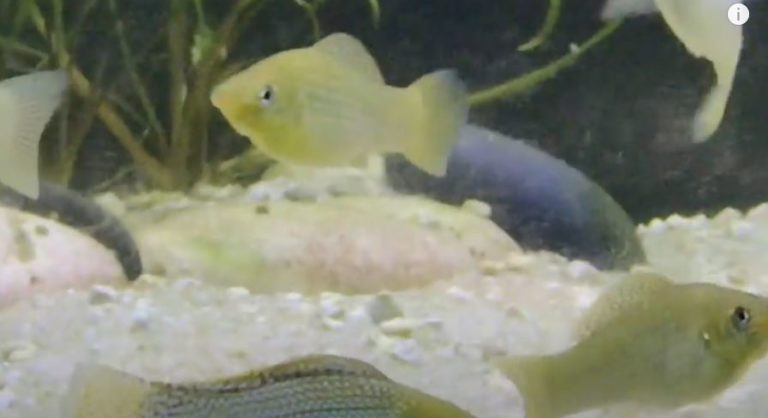 What Are Rare Molly Fish Colors? 17 Types & Helpful Guide