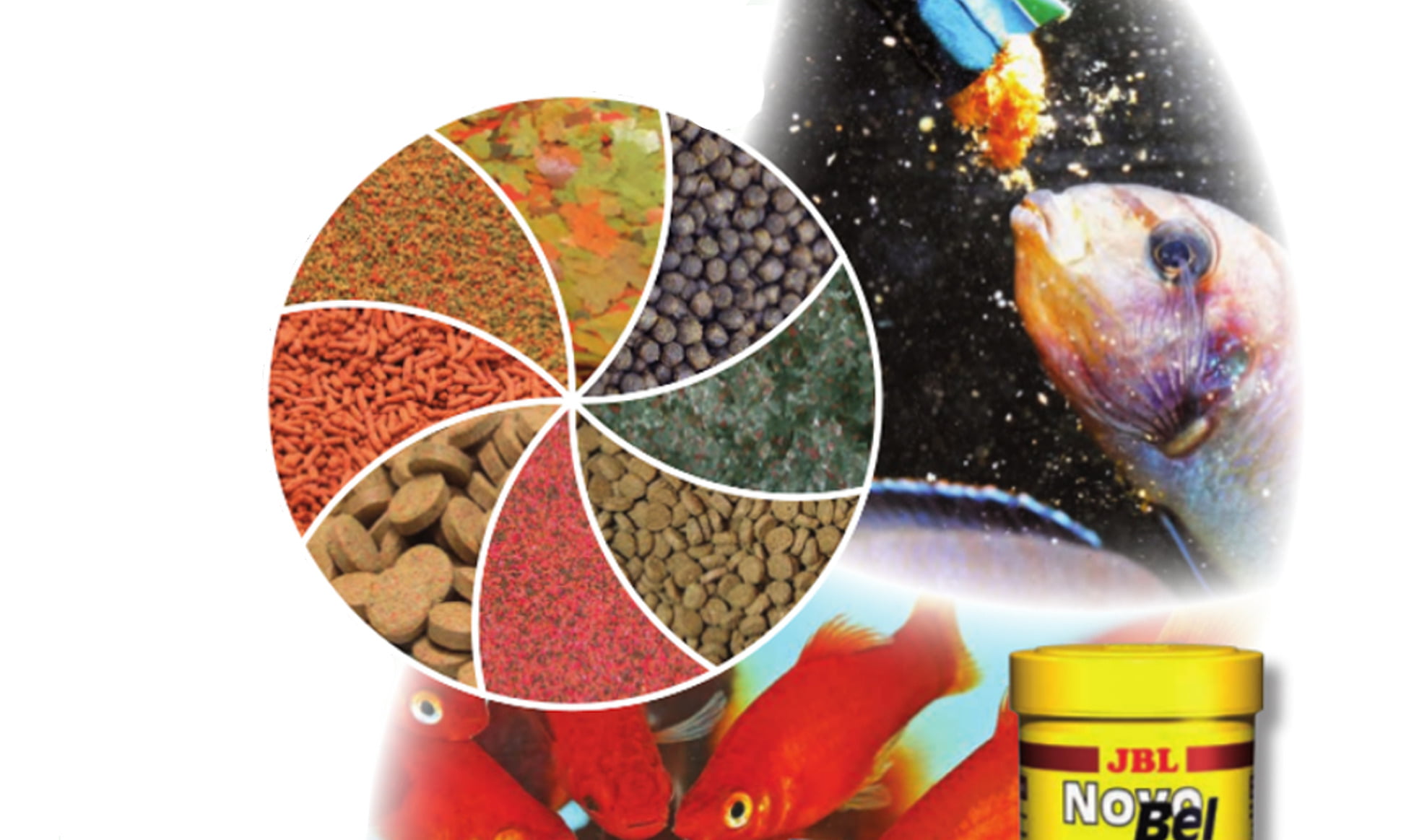 Top 4 Best Food For Neon Tetras And Best Places To Buy It