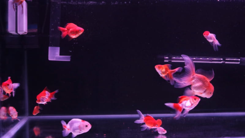 Pink Oranda Goldfish: Top 7 Things That You Need To Know