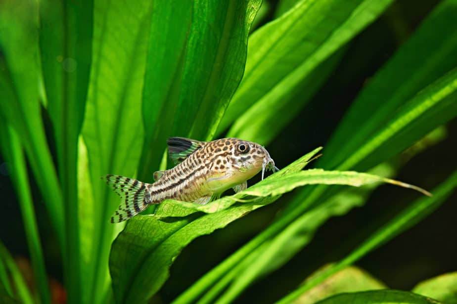 Top 8 Best Plants For Cory Catfish - How To Choose?