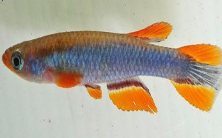 5 Species Of West African Killifish: How Beauty Of Nature Is