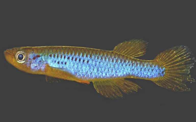 5 Species Of West African Killifish: How Beauty Of Nature Is