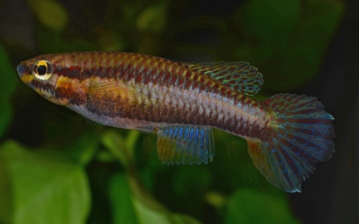 5 Species Of West African Killifish: How Beauty Of Nature Is