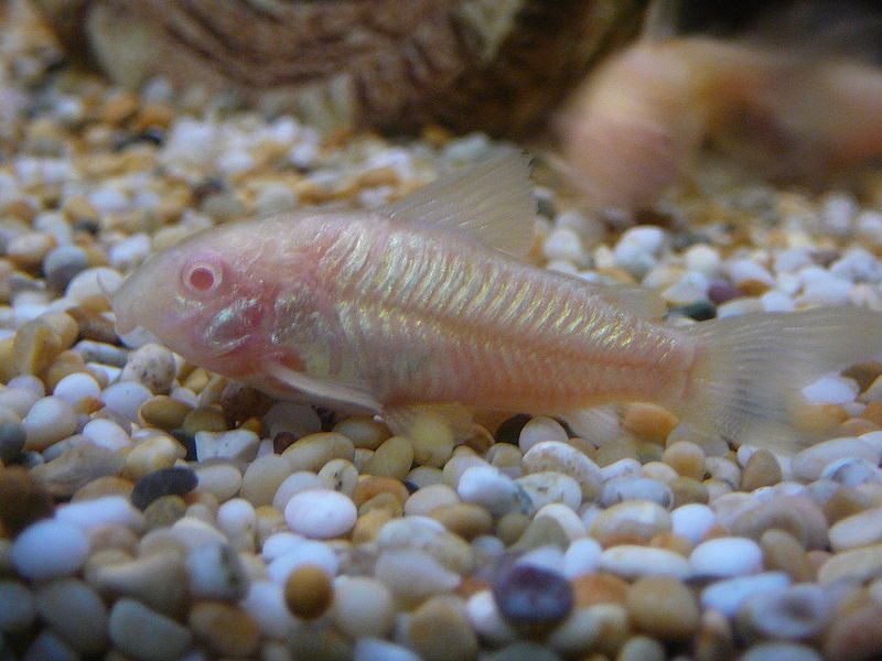 Are Albino Cory Catfish Blind? If So, What Are The Signs?