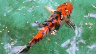 Are Koi Fish Aggressive? Here's What You Need to Know
