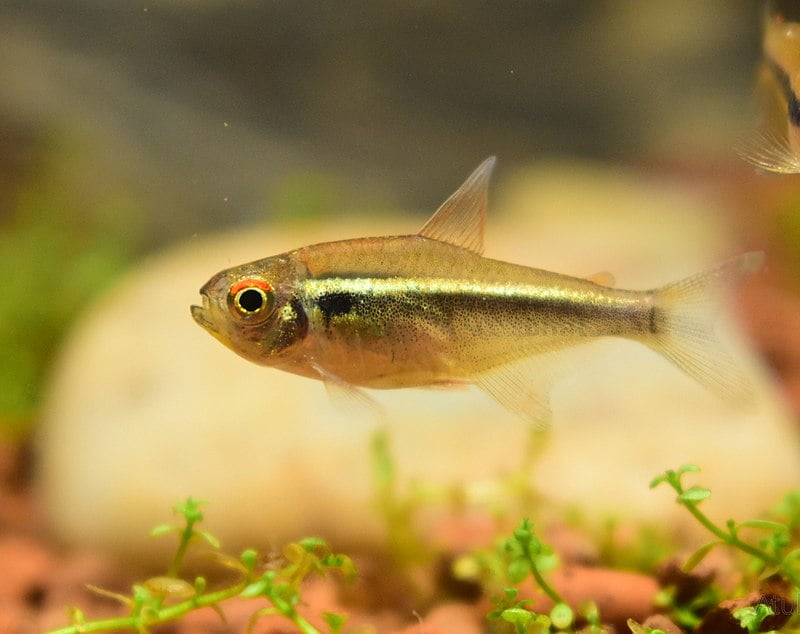 9 Interesting Neon Tetra Fish Types For Your Aquarium
