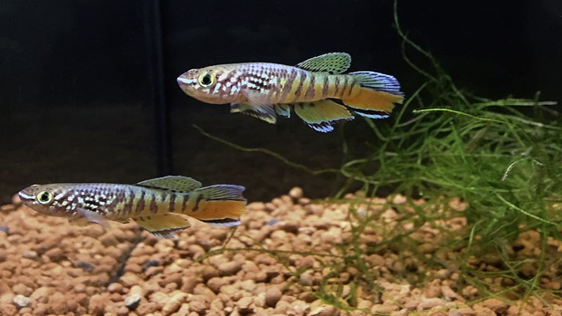 Top 8 Most Suitable Blue Gularis Killifish Tank Mates