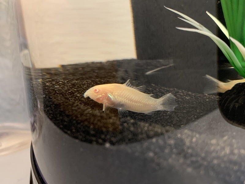 Cory Catfish Missing Tail: 2 Reasons You Need To Look Out!