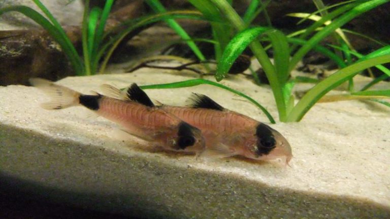 Top Case: Will Different Species Of Cory Catfish School - AquariumCircle