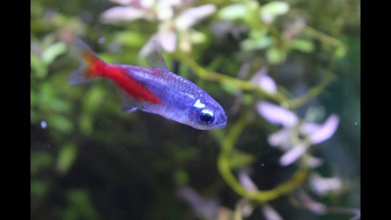 9 Interesting Neon Tetra Fish Types For Your Aquarium
