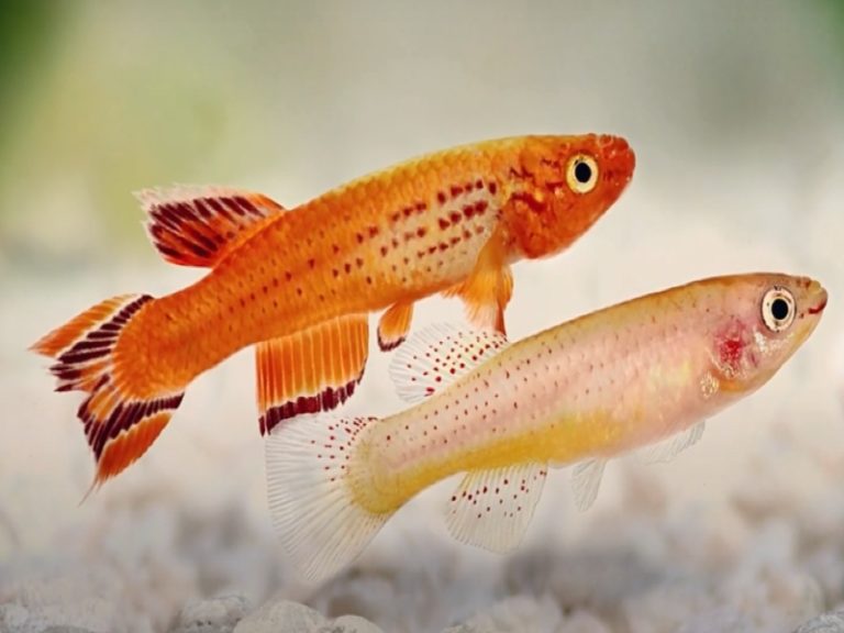 Orange Australe Killifish - Top 8 Interesting Information