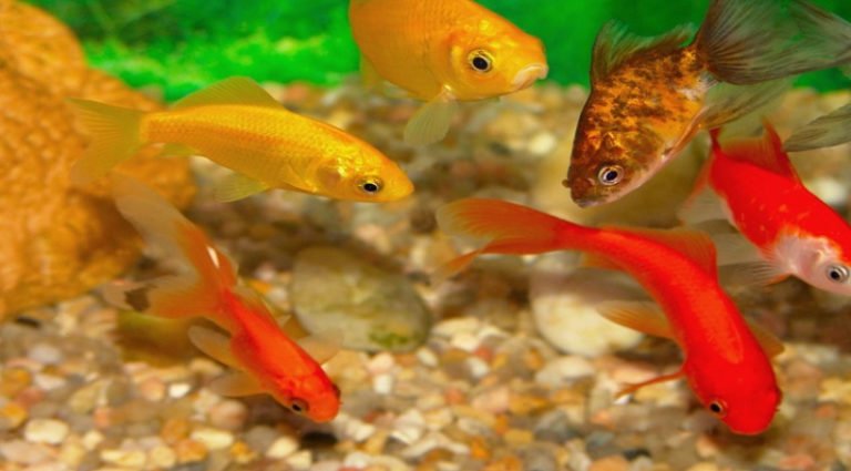 Two Goldfish In A Tank: Which Is The Ideal Size For Health?