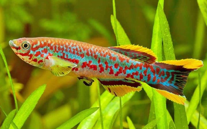 5 Species Of West African Killifish: How Beauty Of Nature Is
