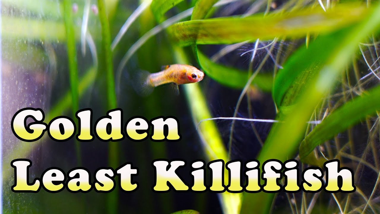 Gold Least Killifish: Top 5 Incredibly Useful Information