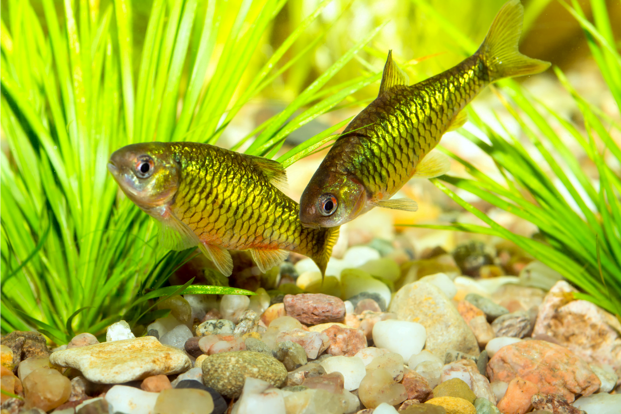 Gold Least Killifish: Top 5 Incredibly Useful Information