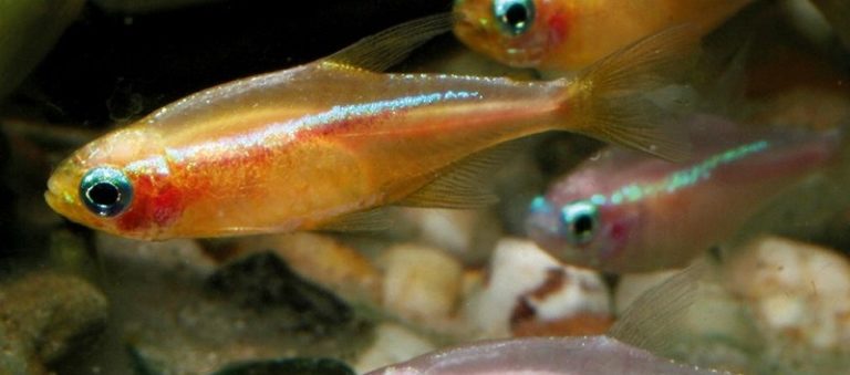 9 Interesting Neon Tetra Fish Types For Your Aquarium