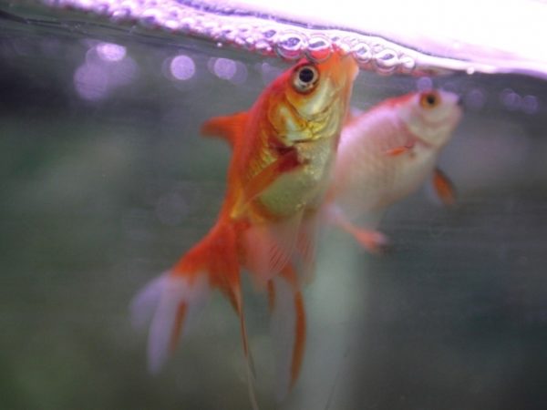 Why Do Goldfish Die So Fast? - Here Are 7 Reasons Why!
