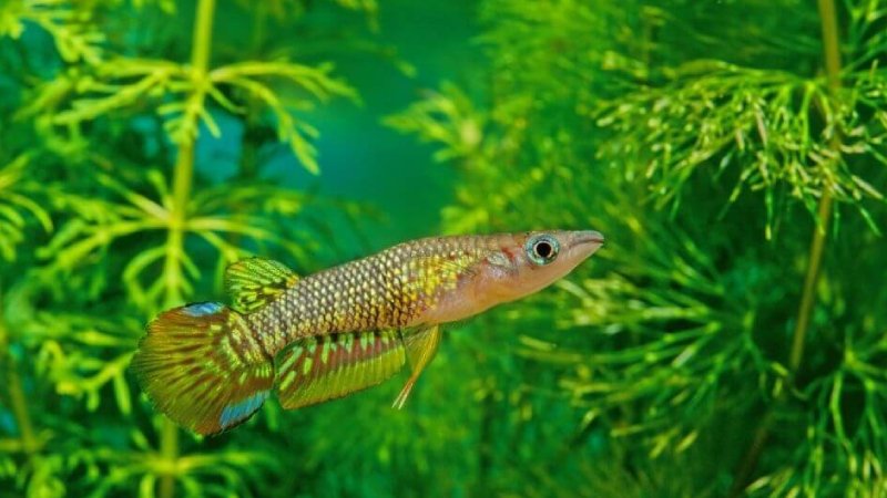 Are Golden Wonder Killifish Aggressive? How To Care Properly